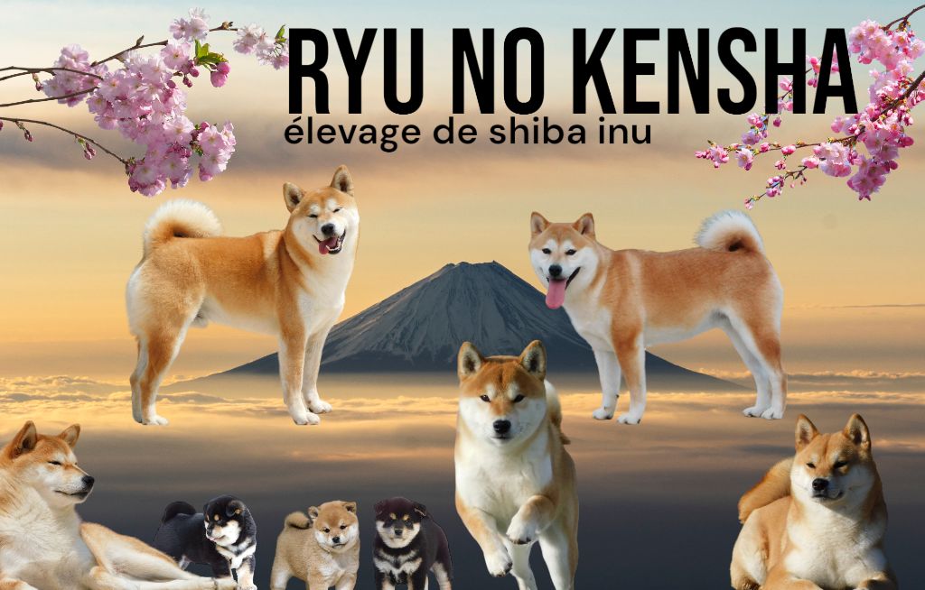 Accueil - Elevage Remi Alves - eleveur de chiens Shiba